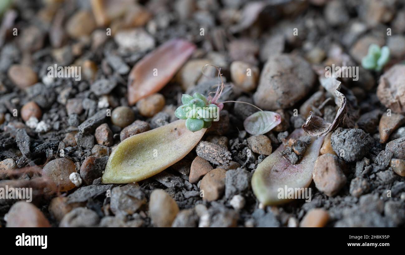Closeup shot of succulent plant buds in the soil Stock Photo - Alamy