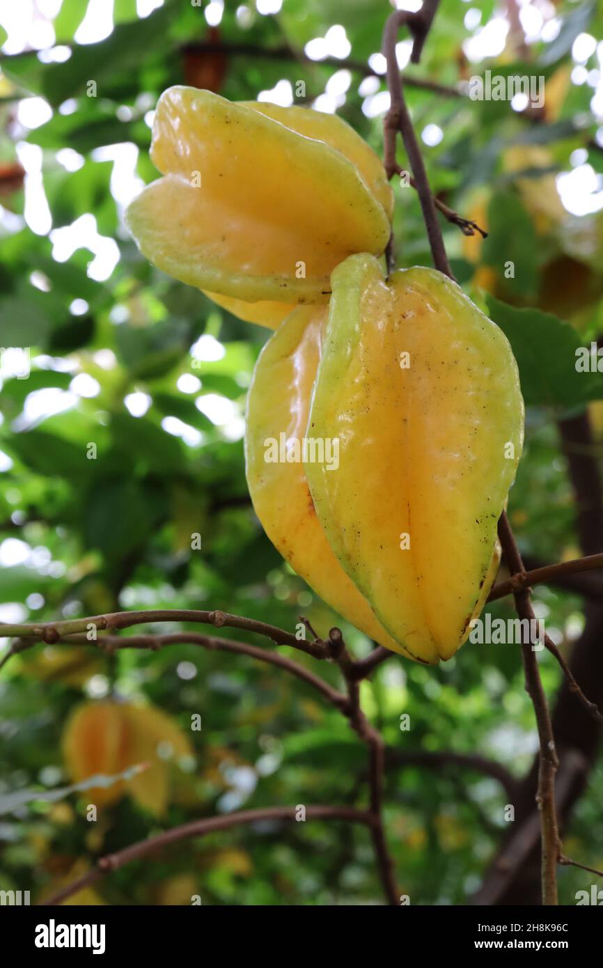 Yellow star fruit hi-res stock photography and images - Alamy