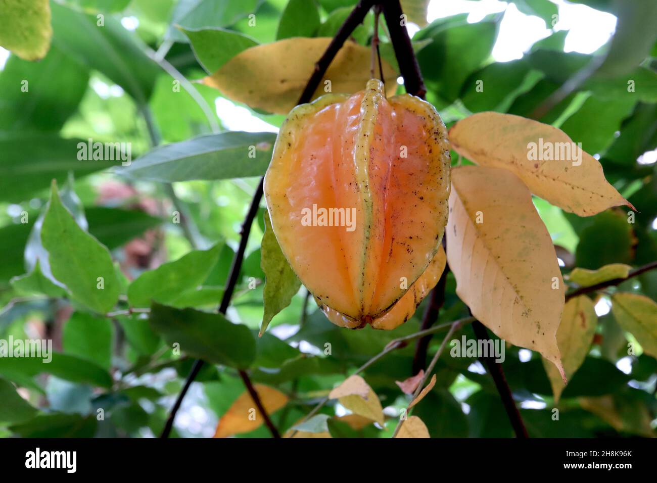 Waxy leaves hi-res stock photography and images - Alamy