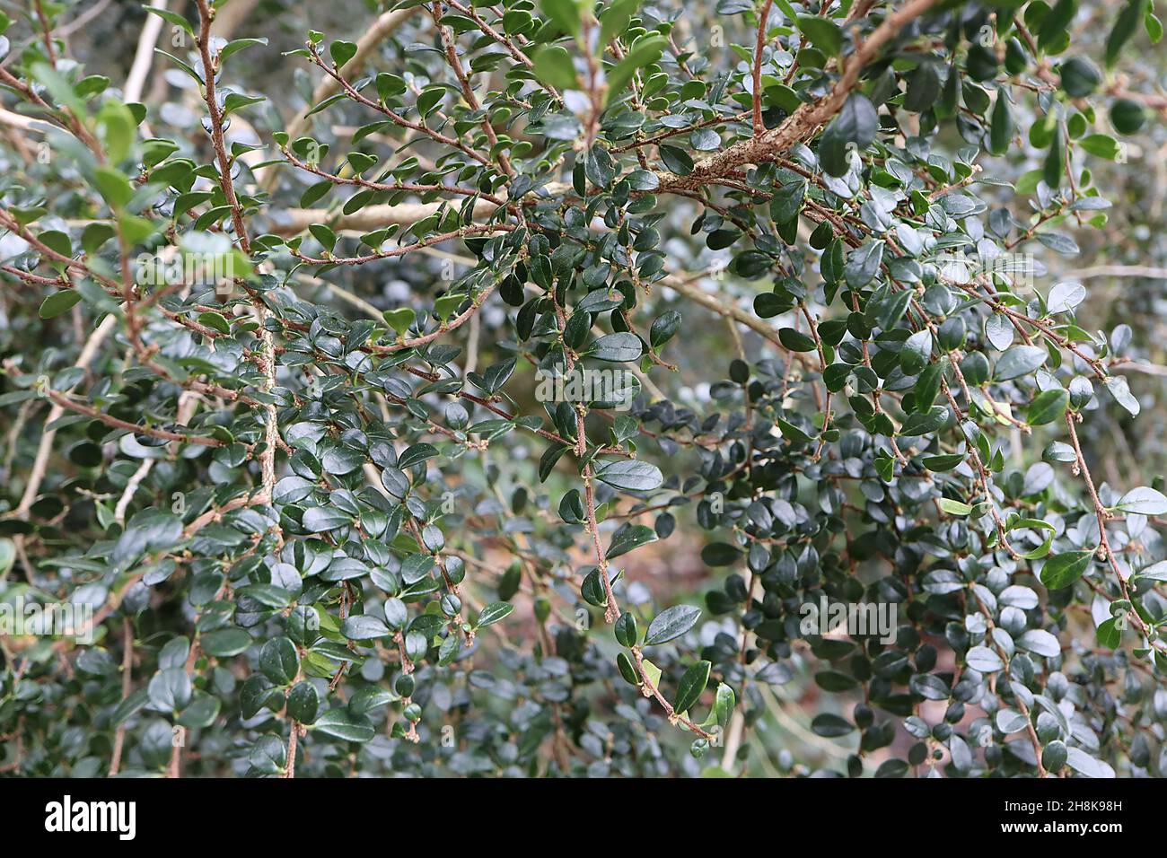 Azara microphylla box-leaf azara – tiny dark green glossy leaves ...