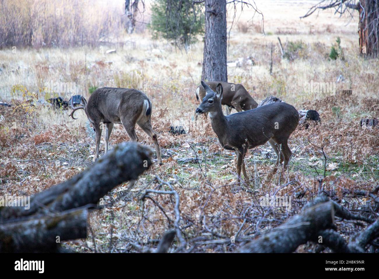 Mule Deer are a common sight in Yosemite Valley, California Stock Photo ...