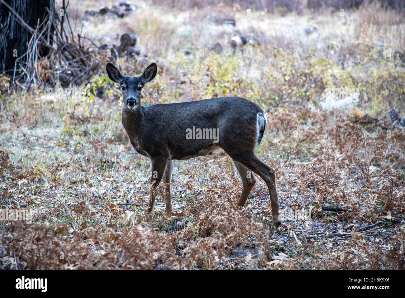 Mule Deer are a common sight in Yosemite Valley, California Stock Photo ...
