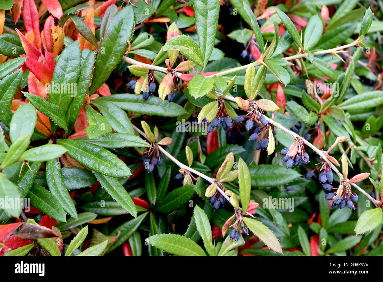 Berberis julianae wintergreen barberry – purple berries and rich green ...