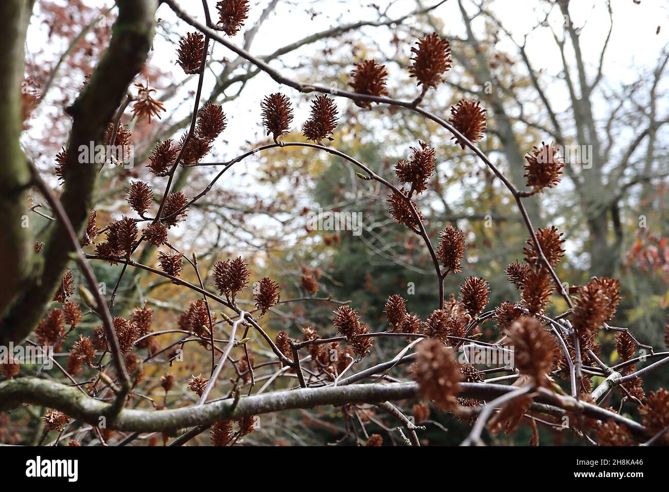 Betula austrosinensis South China birch – oblong upright spiky copper ...
