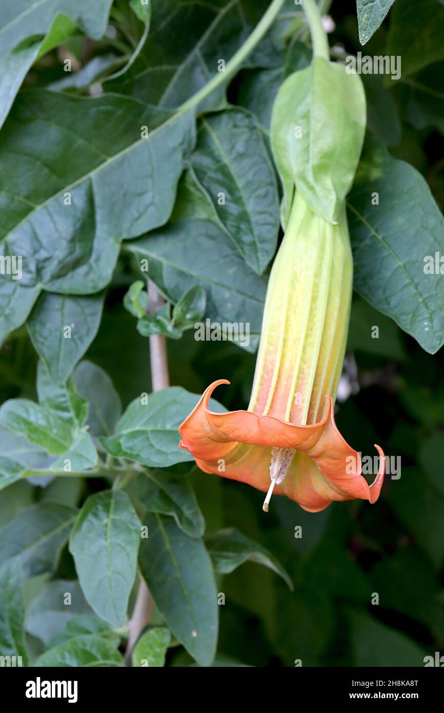 Brugmansia sanguinea red angel’s trumpet - long funnel-shaped large ...