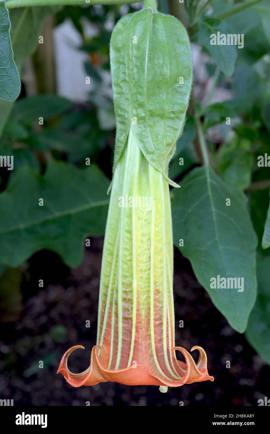 Brugmansia sanguinea red angel’s trumpet - long funnel-shaped large ...