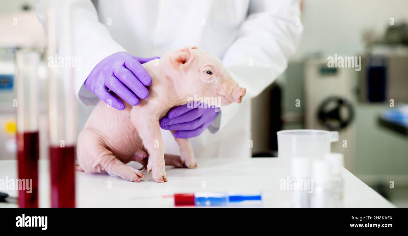 Pig examination at laboratory. Healthcare industry, veterinarian ...