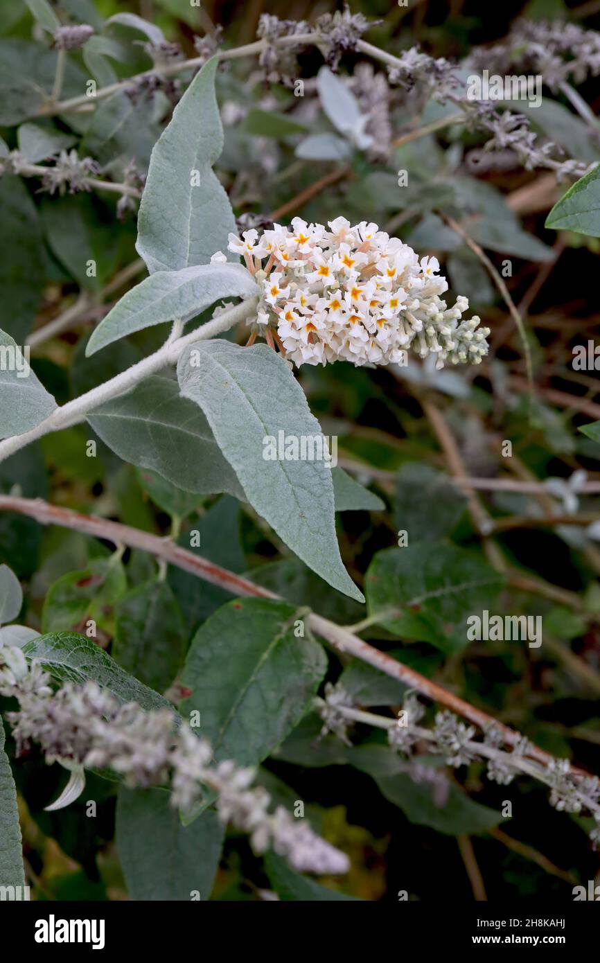 Buddleja / Buddleia ‘Dreaming White’ Conical panicles of tiny white ...