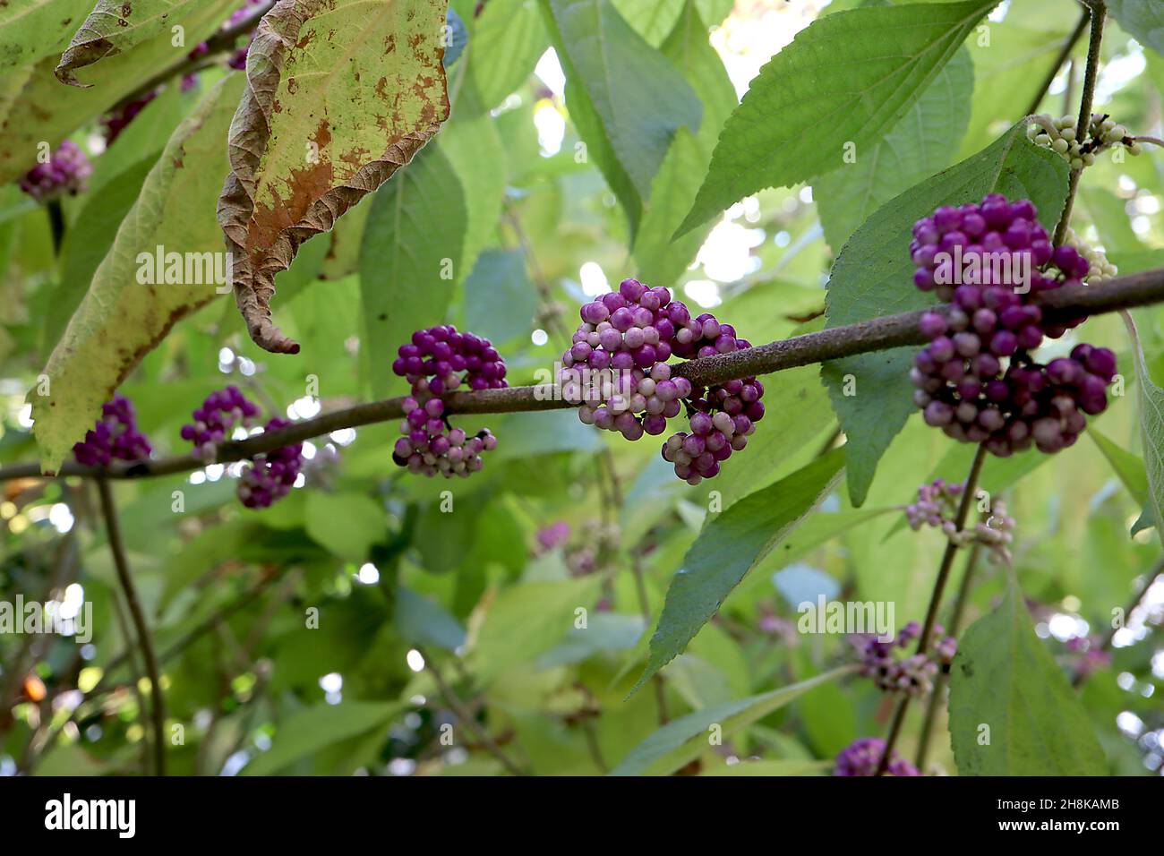 American beautyberry callicarpa americana hi-res stock photography and ...