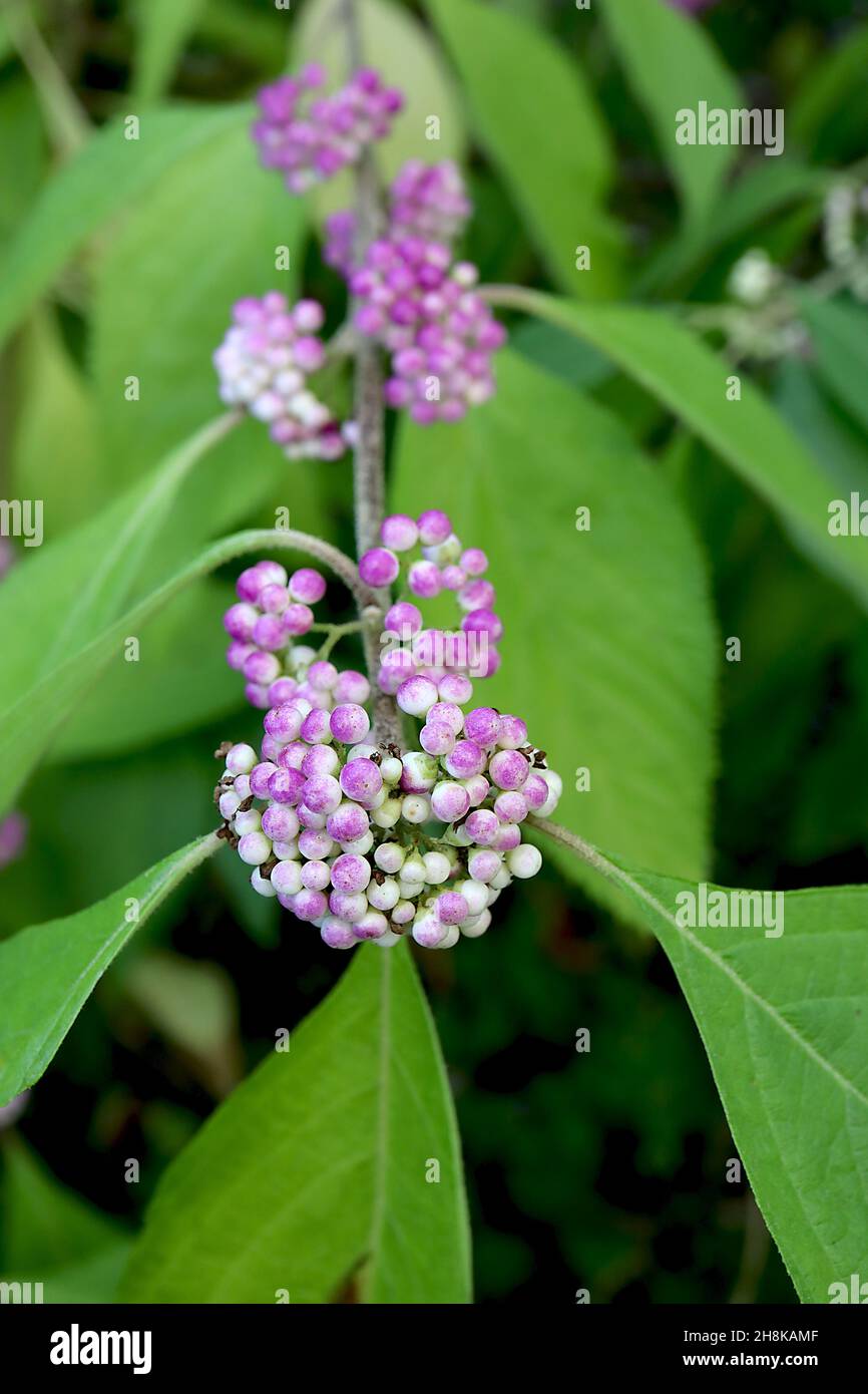 American beautyberry hi-res stock photography and images - Alamy