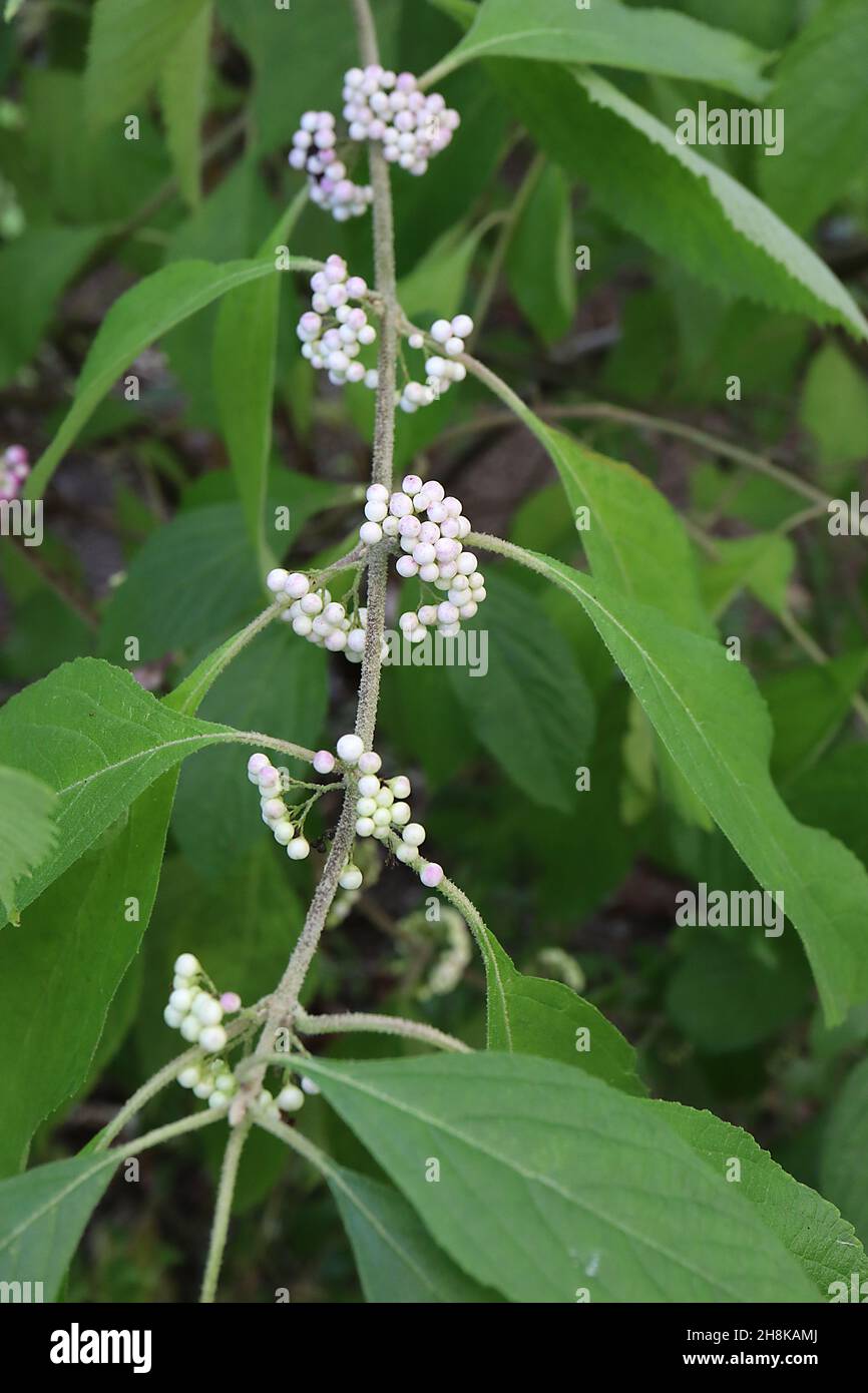 American beautyberry hi-res stock photography and images - Alamy
