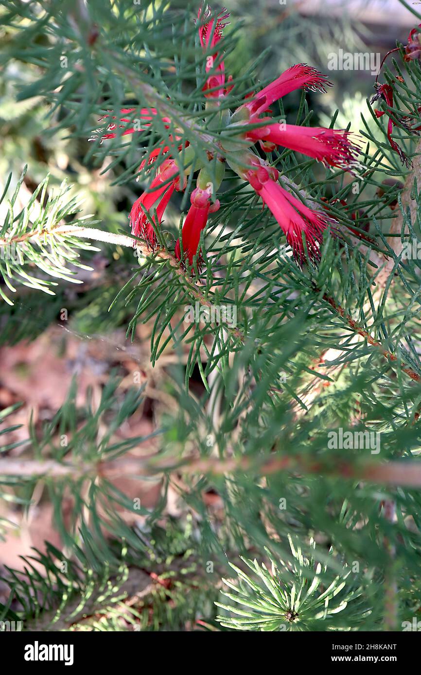 Claw like flowers hi-res stock photography and images - Alamy