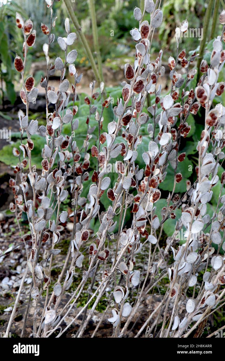 Campanula alliariifolia SEED HEADS Cornish bellflower – silver grey ...