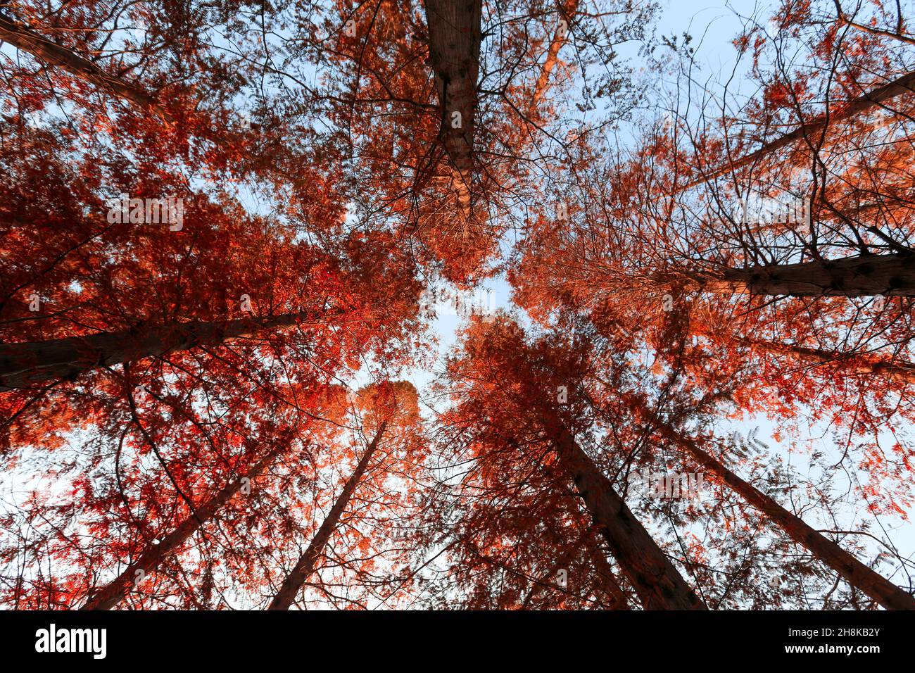 QINGDAO, CHINA - NOVEMBER 25, 2021 - Redwood trees are seen in Qingdao ...