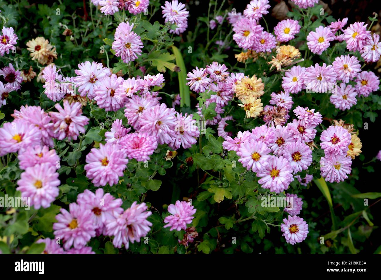 Chrysanthemum ‘Mei-Kyo’ double white flowers with pale pink margins and ...