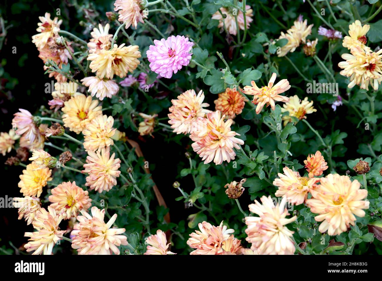 Chrysanthemum ‘Peggy’ double pale orange flowers with pale pink margins ...