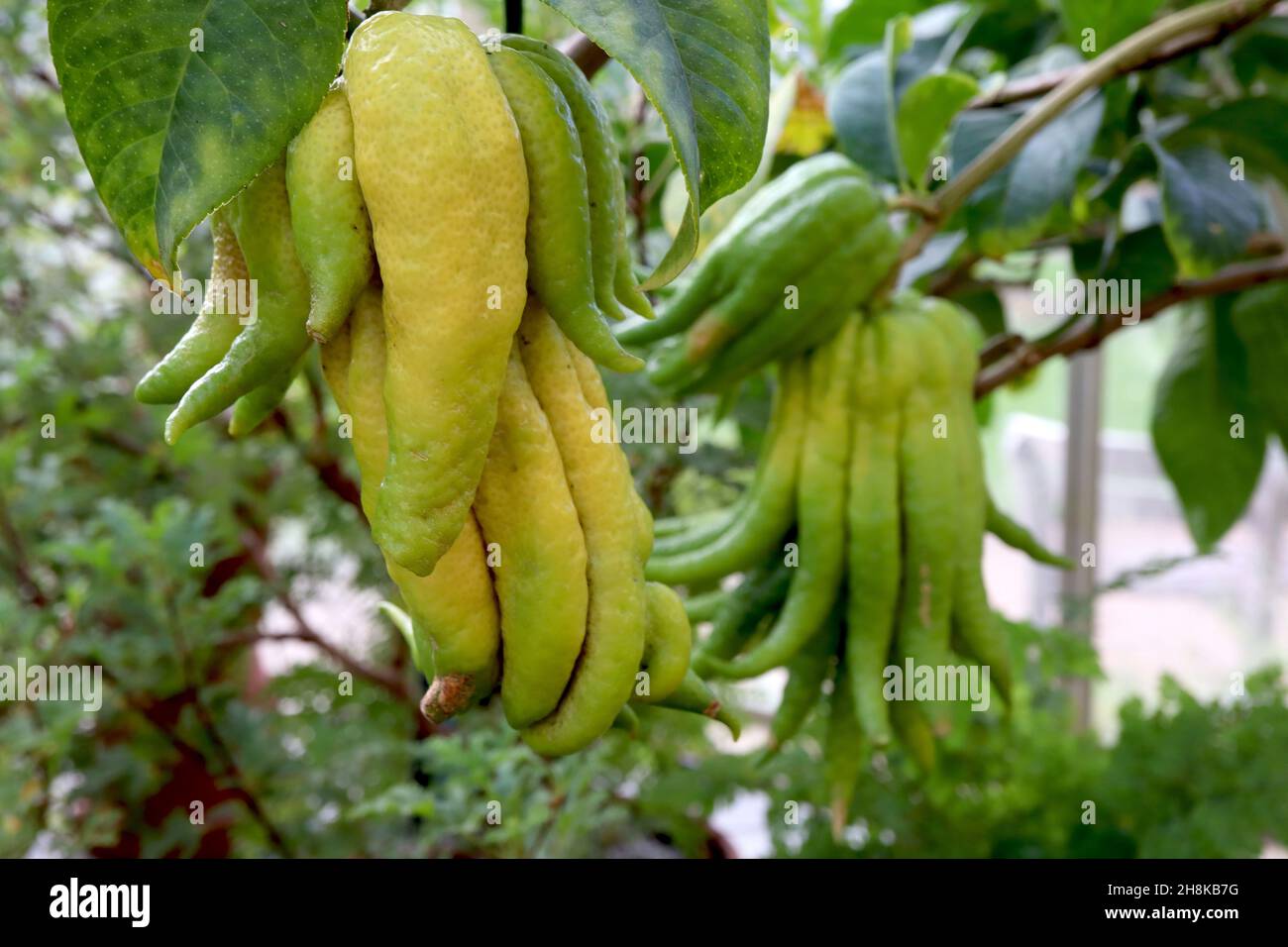 Long finger hi-res stock photography and images - Alamy