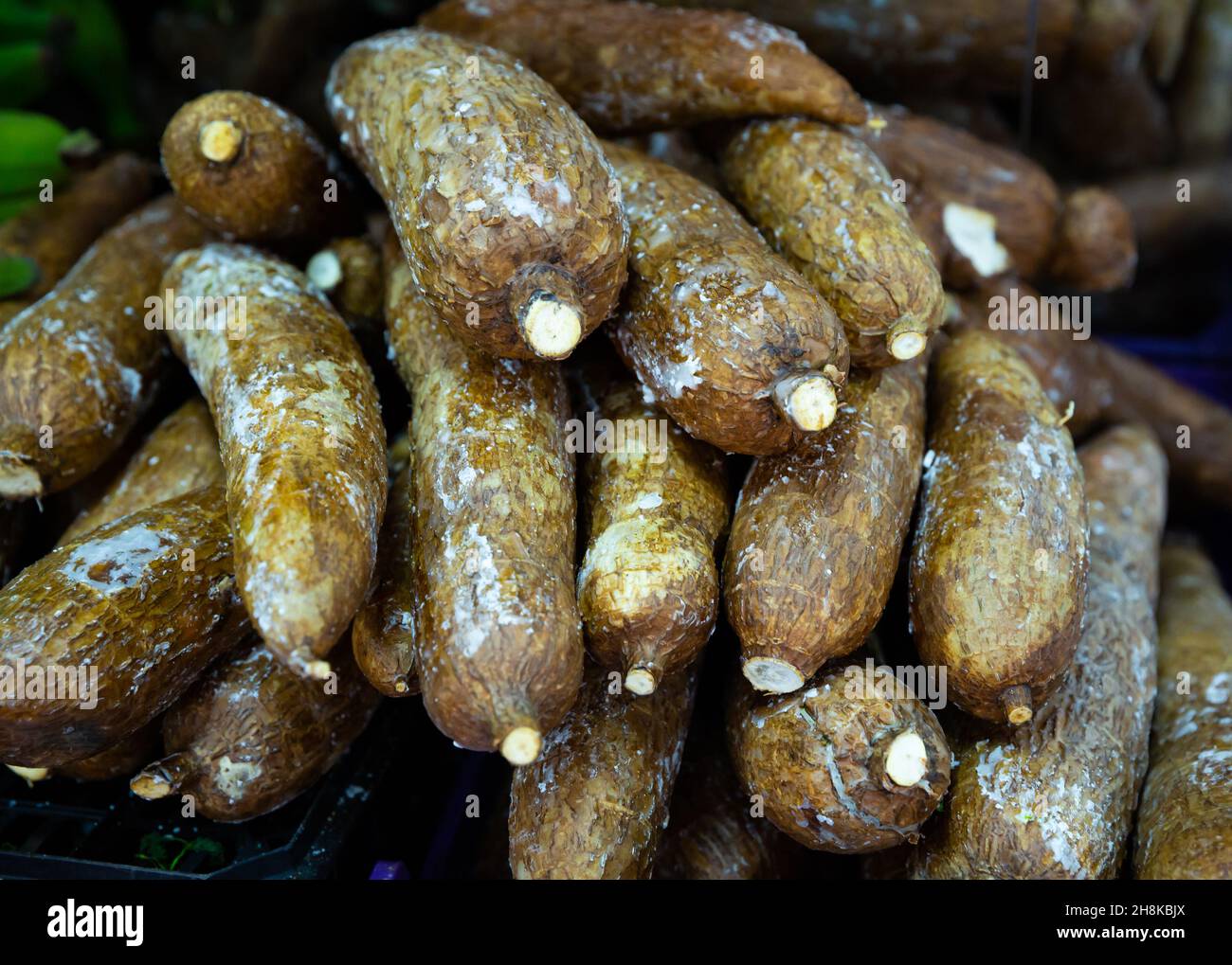 Cassava tuber close up hi-res stock photography and images - Alamy