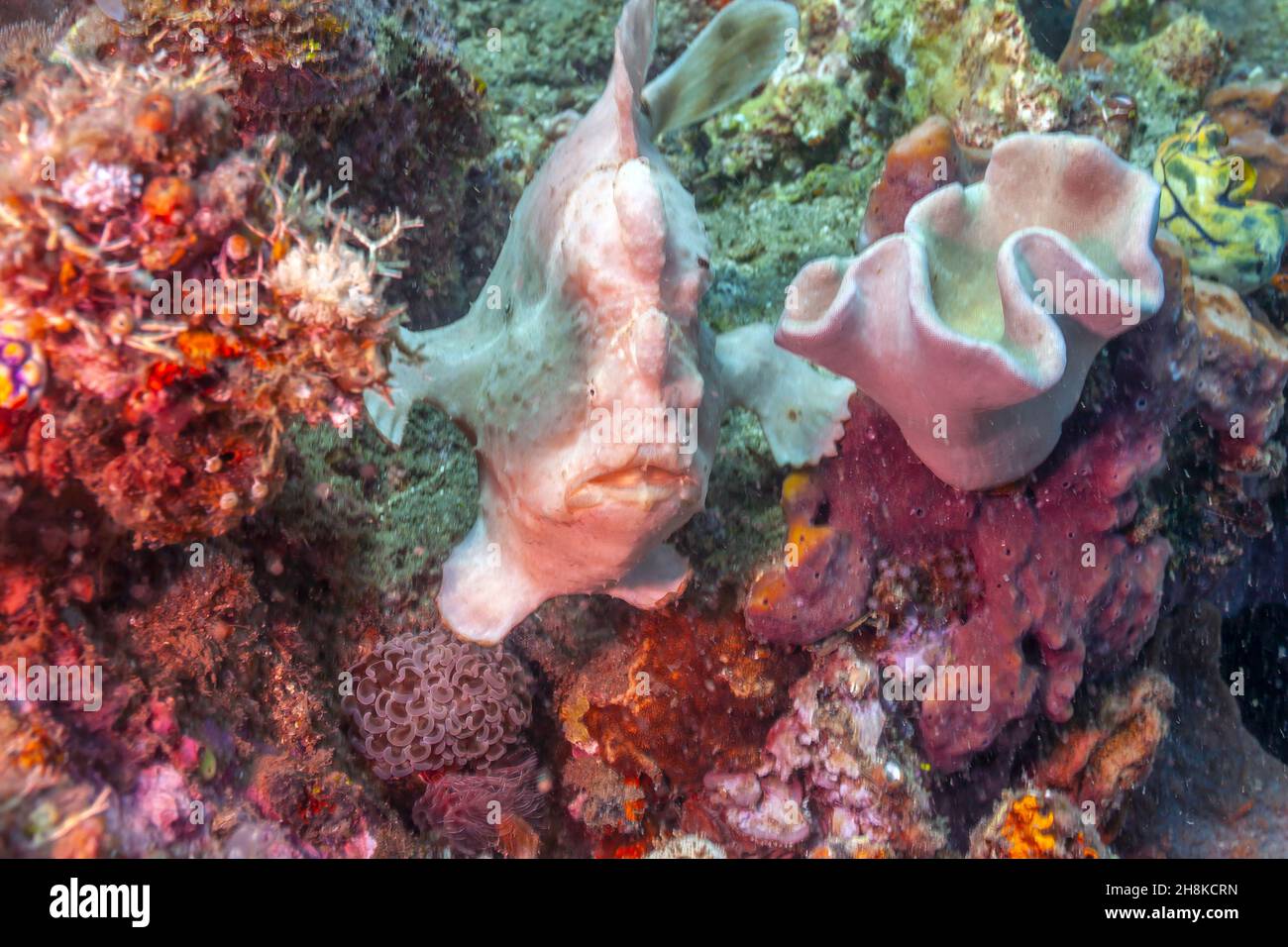painted frogfish or spotted frogfish, Antennarius pictus, is a marine ...