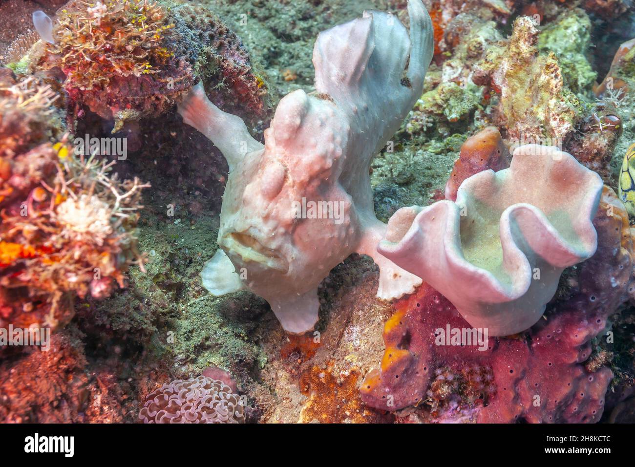 painted frogfish or spotted frogfish, Antennarius pictus, is a marine ...