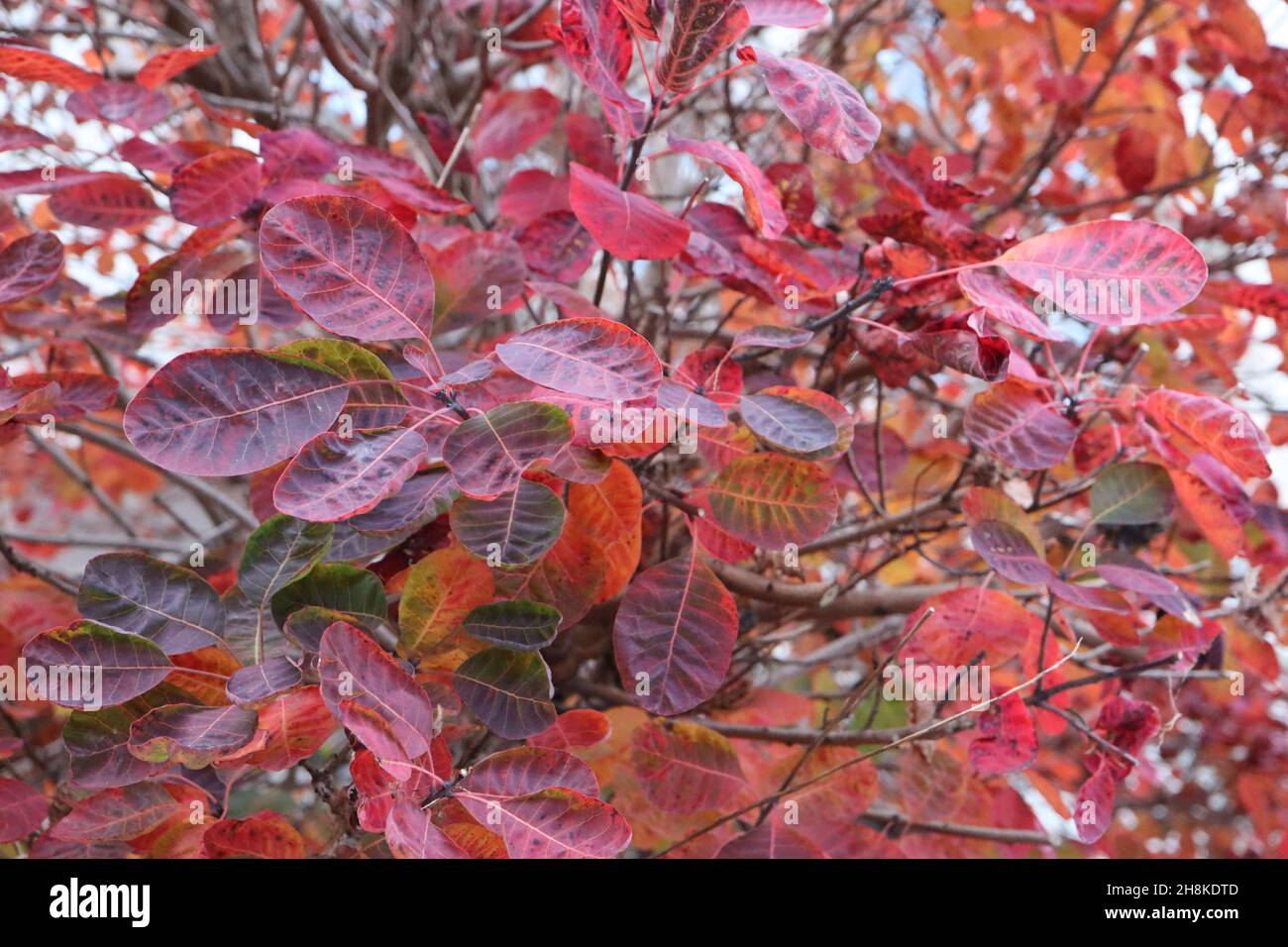 Cotinus coggygria ‘Royal Purple’ smoke tree Royal Purple – dark purple ...