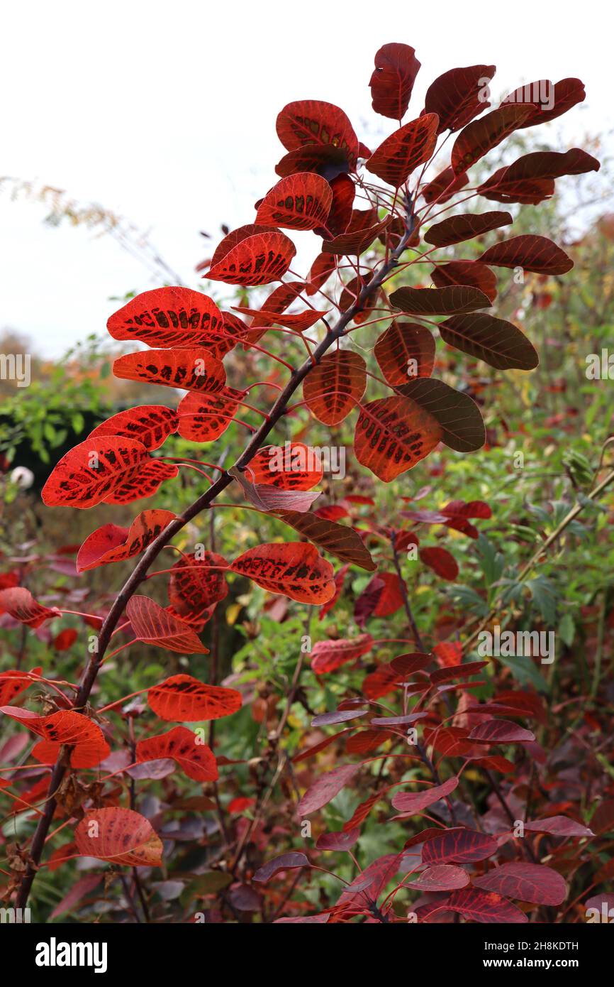 Cotinus coggygria smoke bush orange hi-res stock photography and images ...