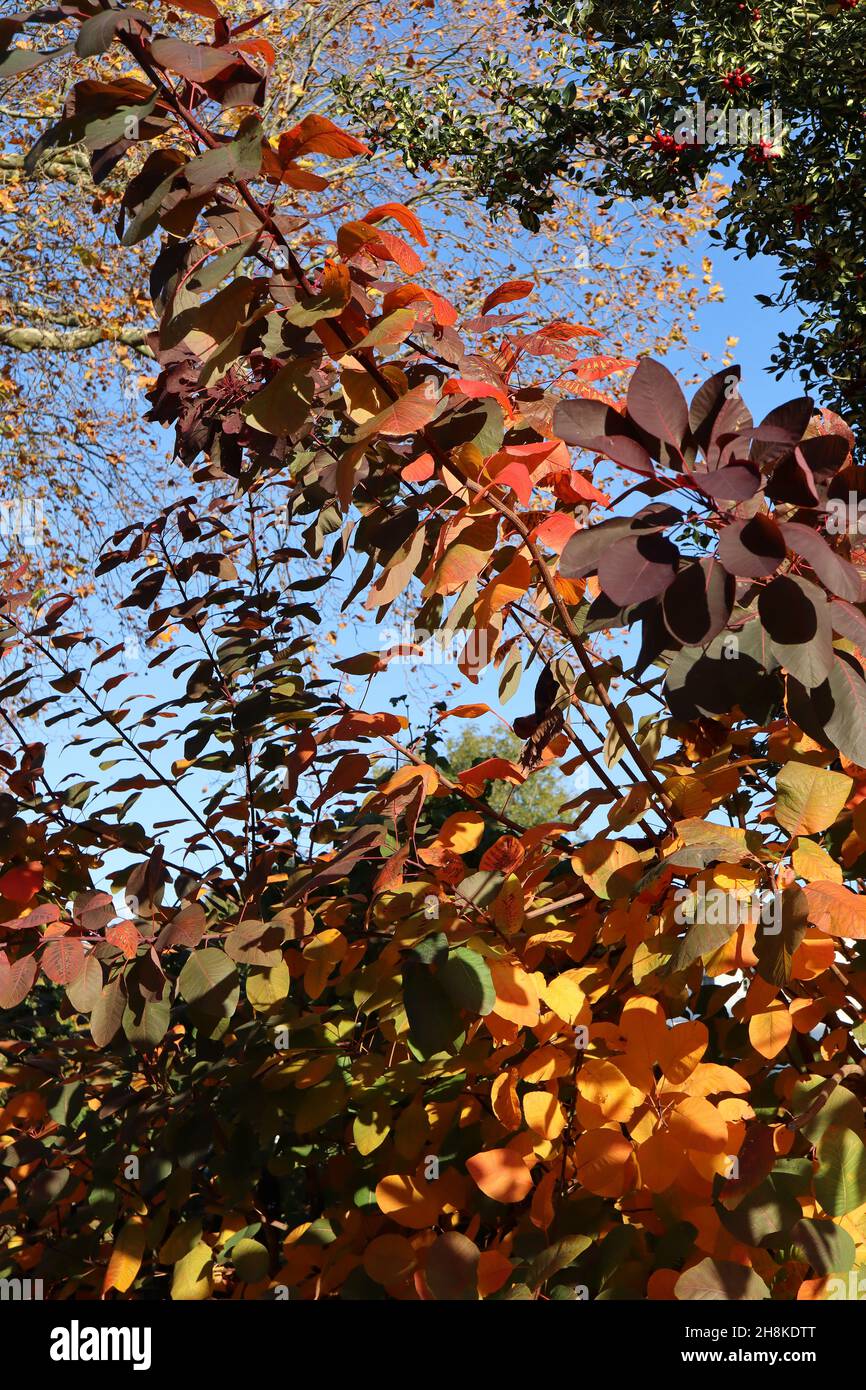 Cotinus coggygria ‘Royal Purple’ smoke tree Royal Purple – dark purple ...