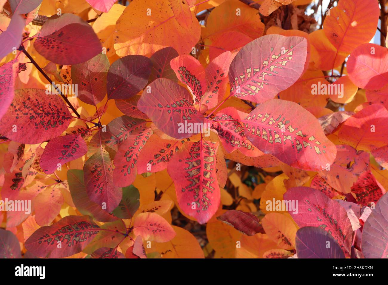 Cotinus coggygria ‘Royal Purple’ smoke tree Royal Purple – dark purple ...