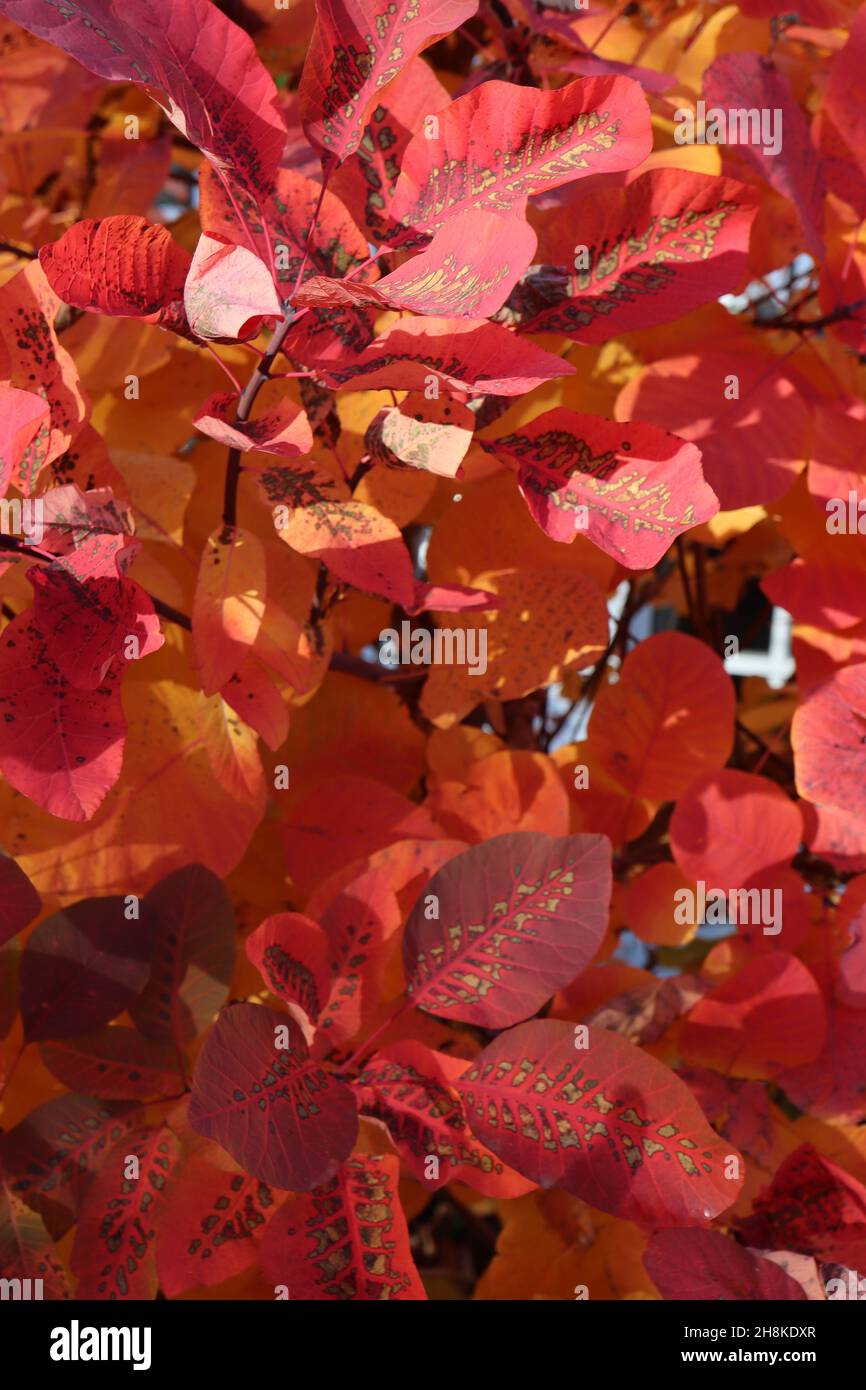 Cotinus coggygria ‘Royal Purple’ smoke tree Royal Purple – dark purple ...