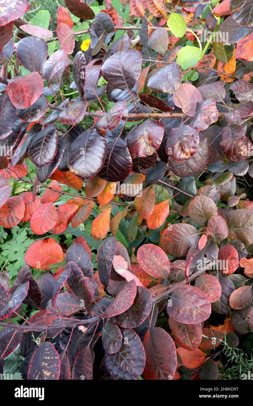 Cotinus coggygria ‘Royal Purple’ smoke tree Royal Purple – dark purple ...