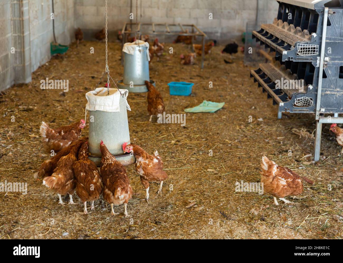 Chickens in poultry house equipped with feeding troughs and hatchery ...