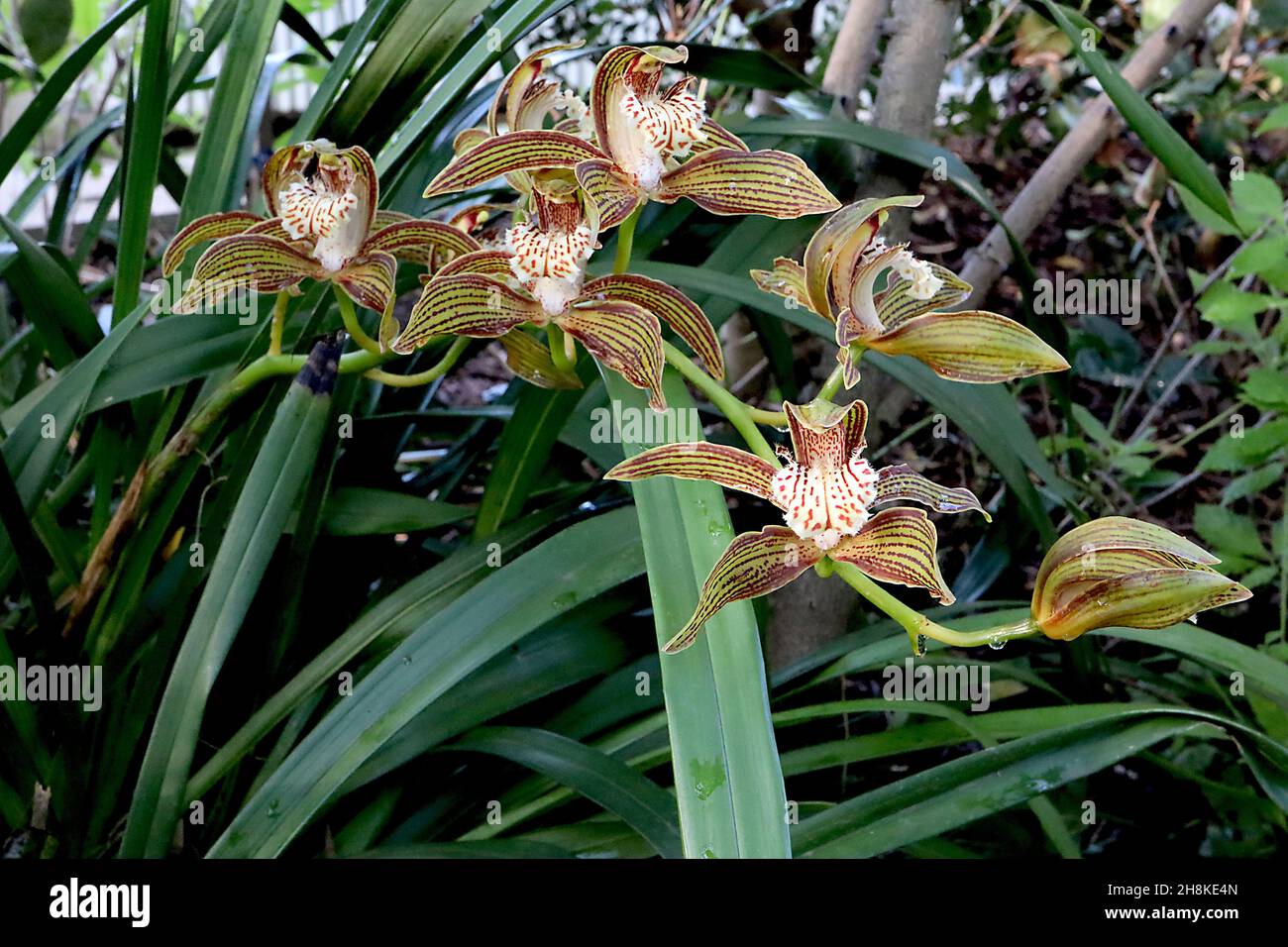 Cymbidium tracyanum Tracy’s Cymbidium – orchid with olive green sepals ...