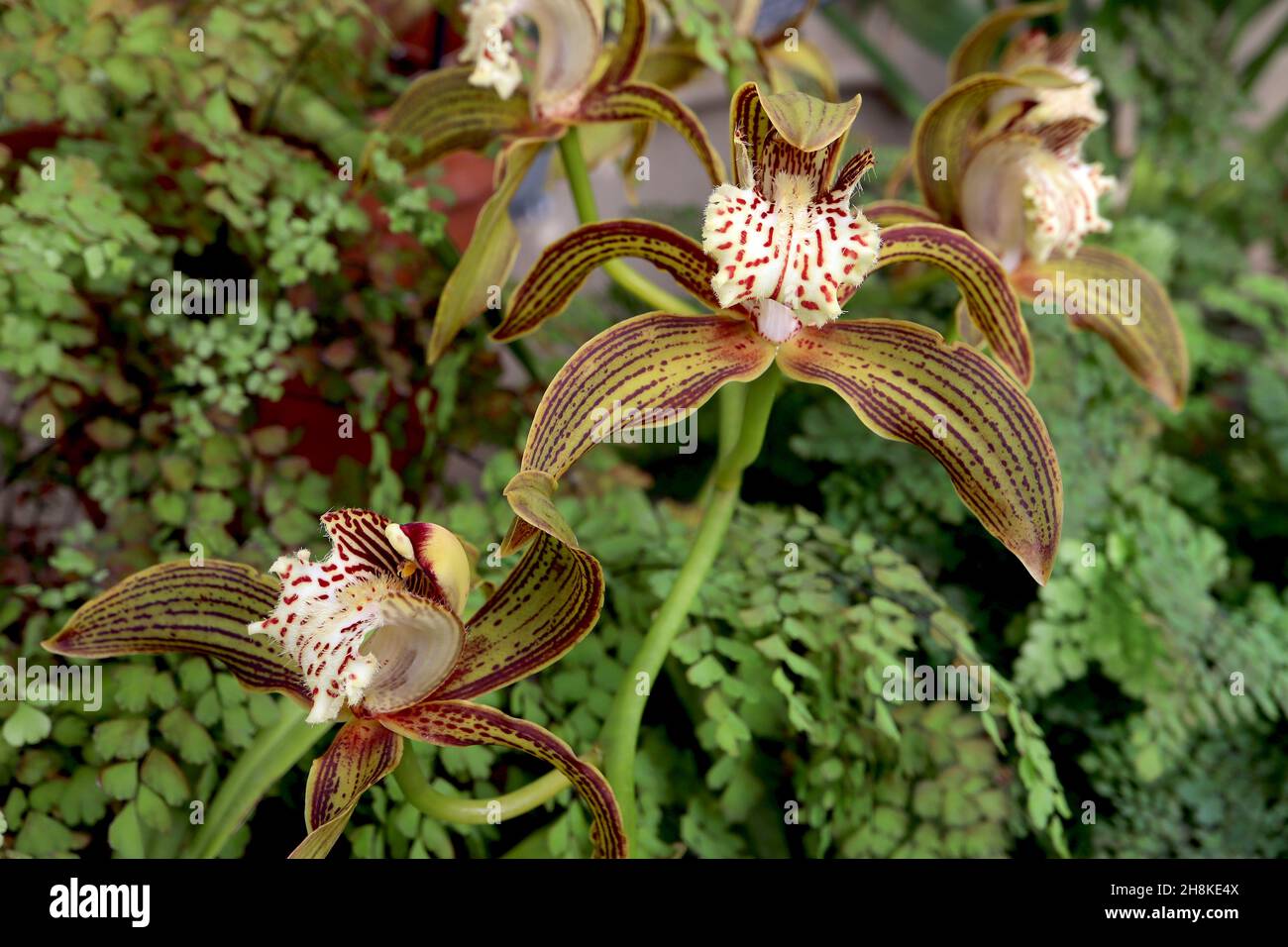Cymbidium tracyanum Tracy’s Cymbidium – orchid with olive green sepals ...