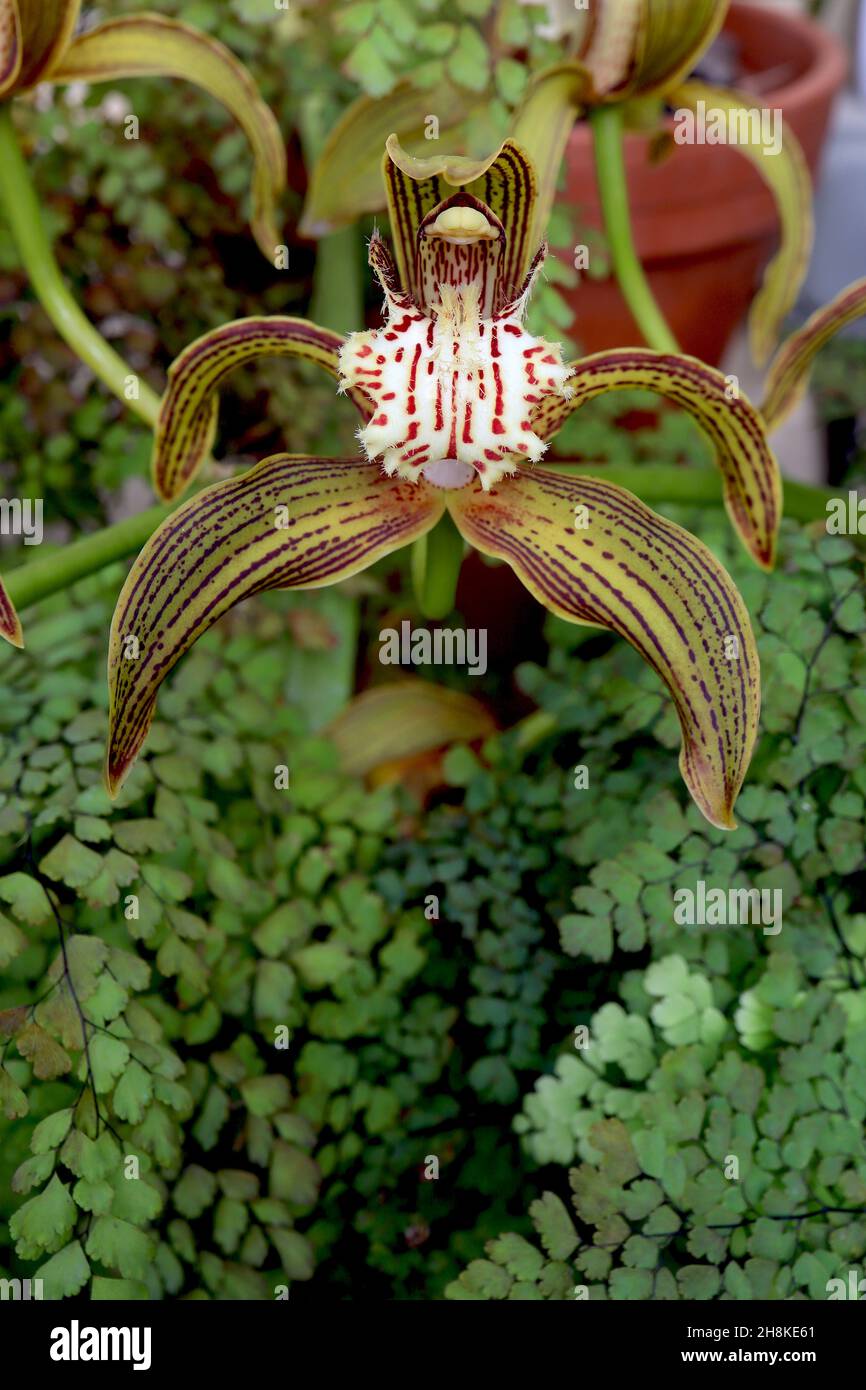 Cymbidium tracyanum Tracy’s Cymbidium – orchid with olive green sepals ...
