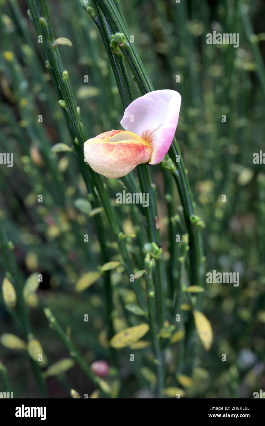 Goldfinch cytisus hi-res stock photography and images - Alamy