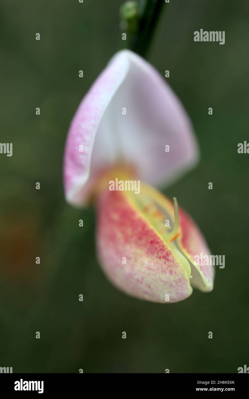 Goldfinch broom hi-res stock photography and images - Alamy