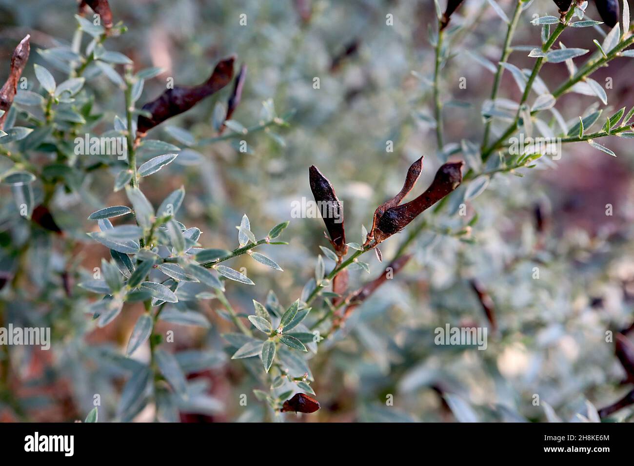 Scotch Broom Leaves