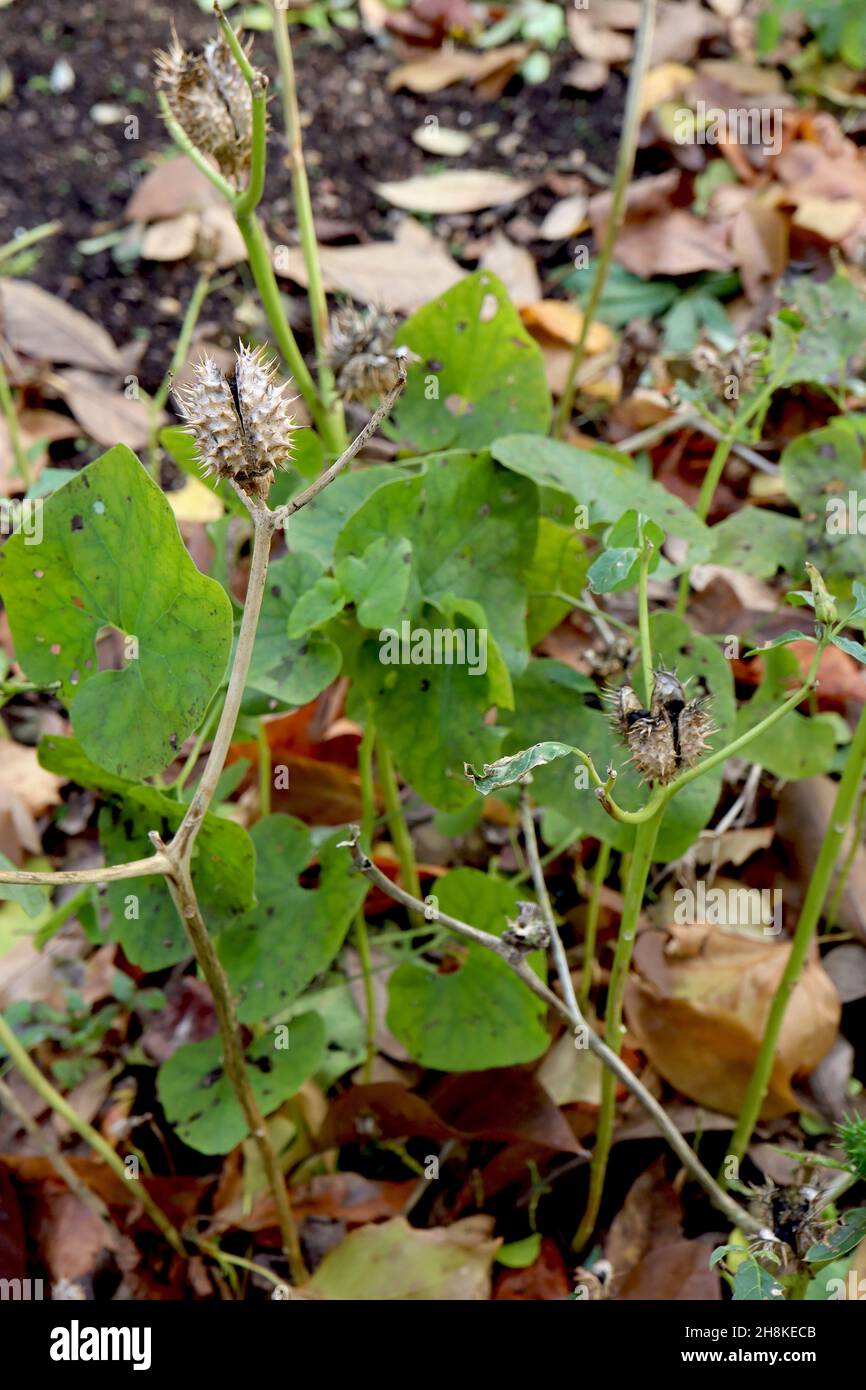 Buff green fruit hi-res stock photography and images - Alamy