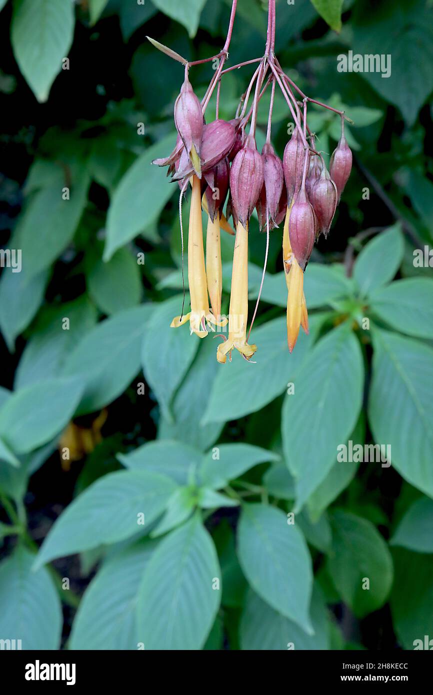 Deppea splendens golden fuchsia – stalked pendulous long tubular ...