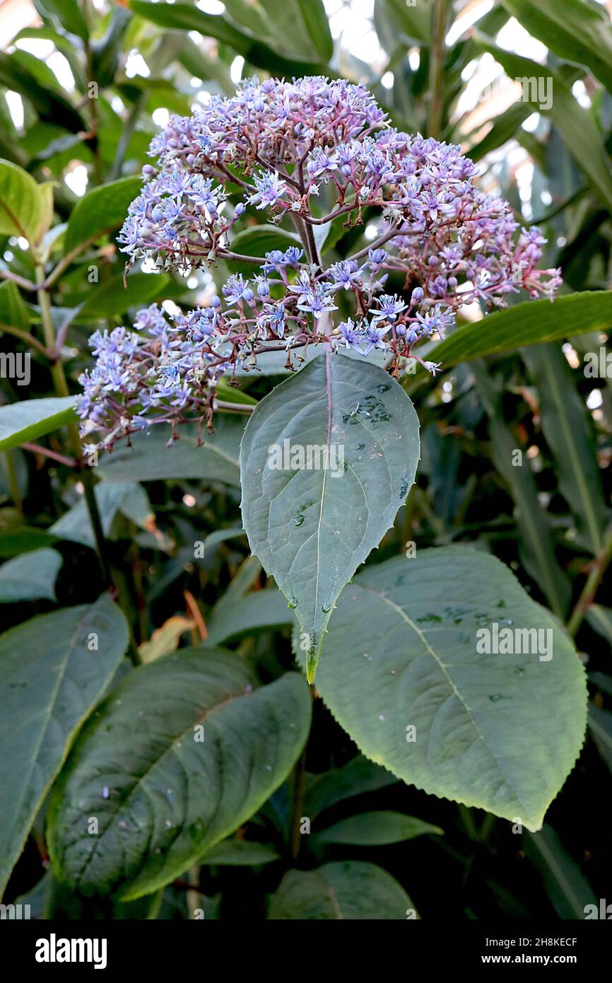 Dichroa versicolor evergreen hydrangea - broad corymbs of violet blue ...
