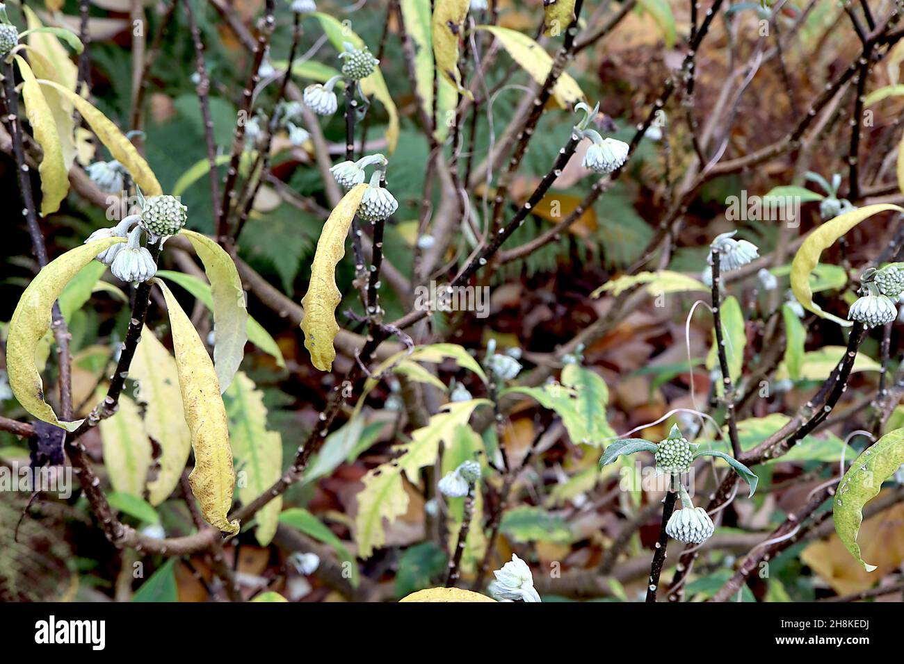 Edgeworthia chrysantha Paperbush – hemispherical tightly packed light ...