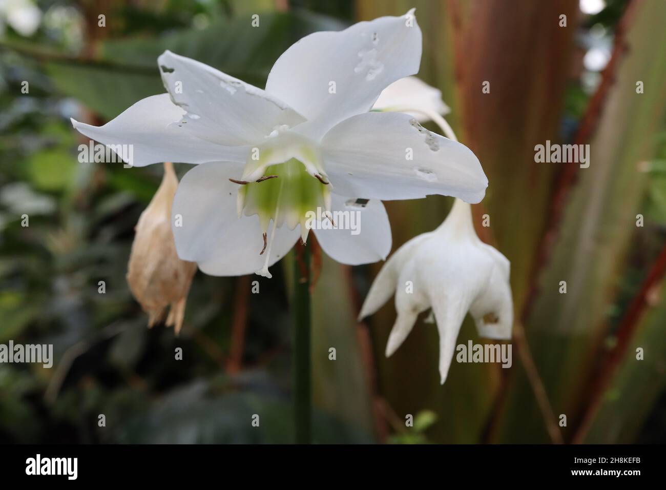 Eucharis amazonica Amazon lily – white daffodil-like fragrant flowers ...
