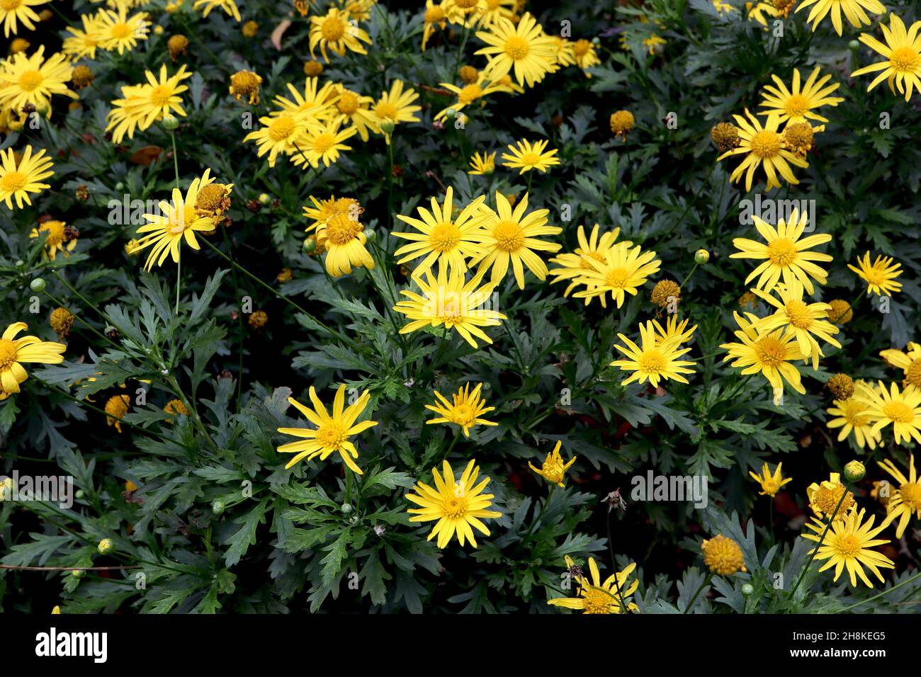 Euryops pectinatus Grey-leaved euryops – bright yellow daisy-like ...