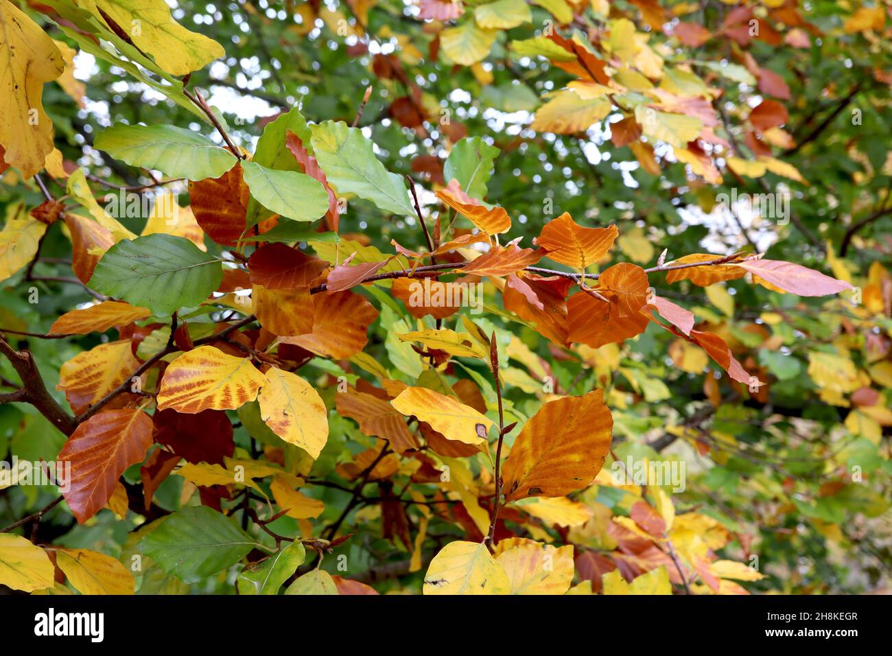 Fagus sylvatica f purpurea copper beech – russet brown, mid green and ...