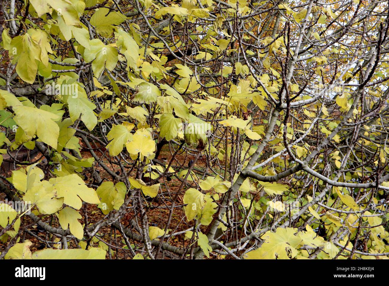 Light green and yellow colors hi-res stock photography and images - Alamy