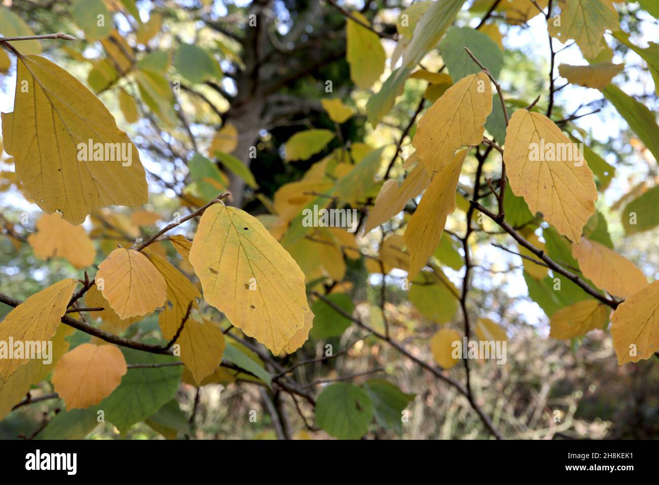 Fothergilla monticola mountain witch alder Monticola Group – ovate ...