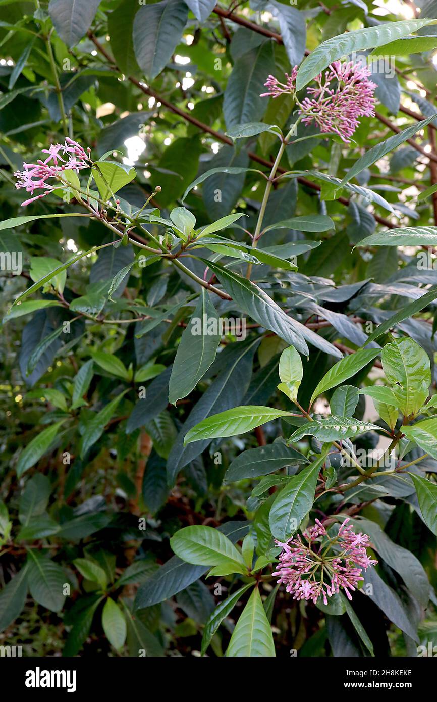 Fuchsia arborescens tree fuchsia – star-shaped light pink flowers and ...