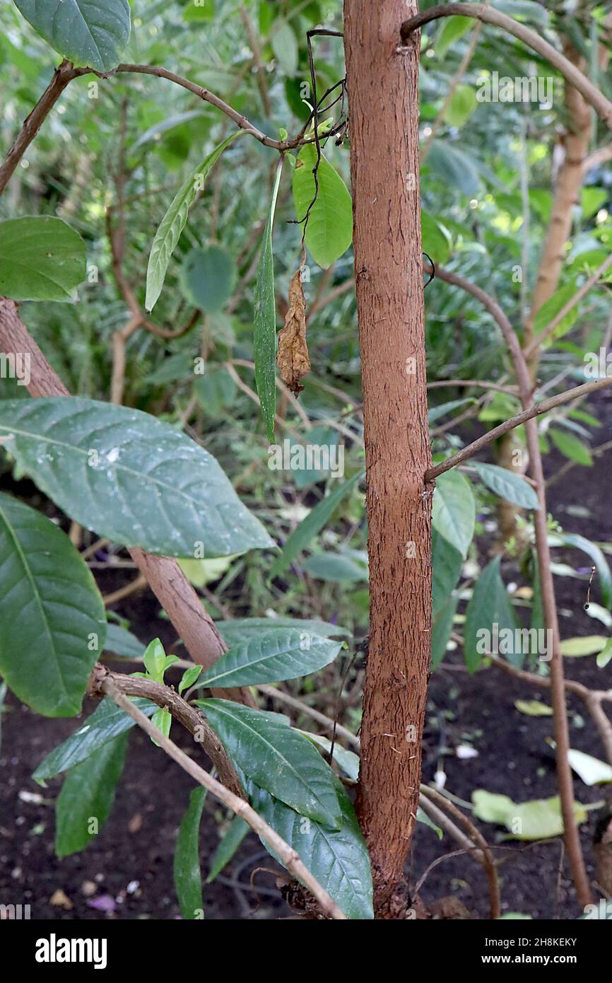 Fuchsia arborescens tree fuchsia – elliptic glossy dark green leaves ...
