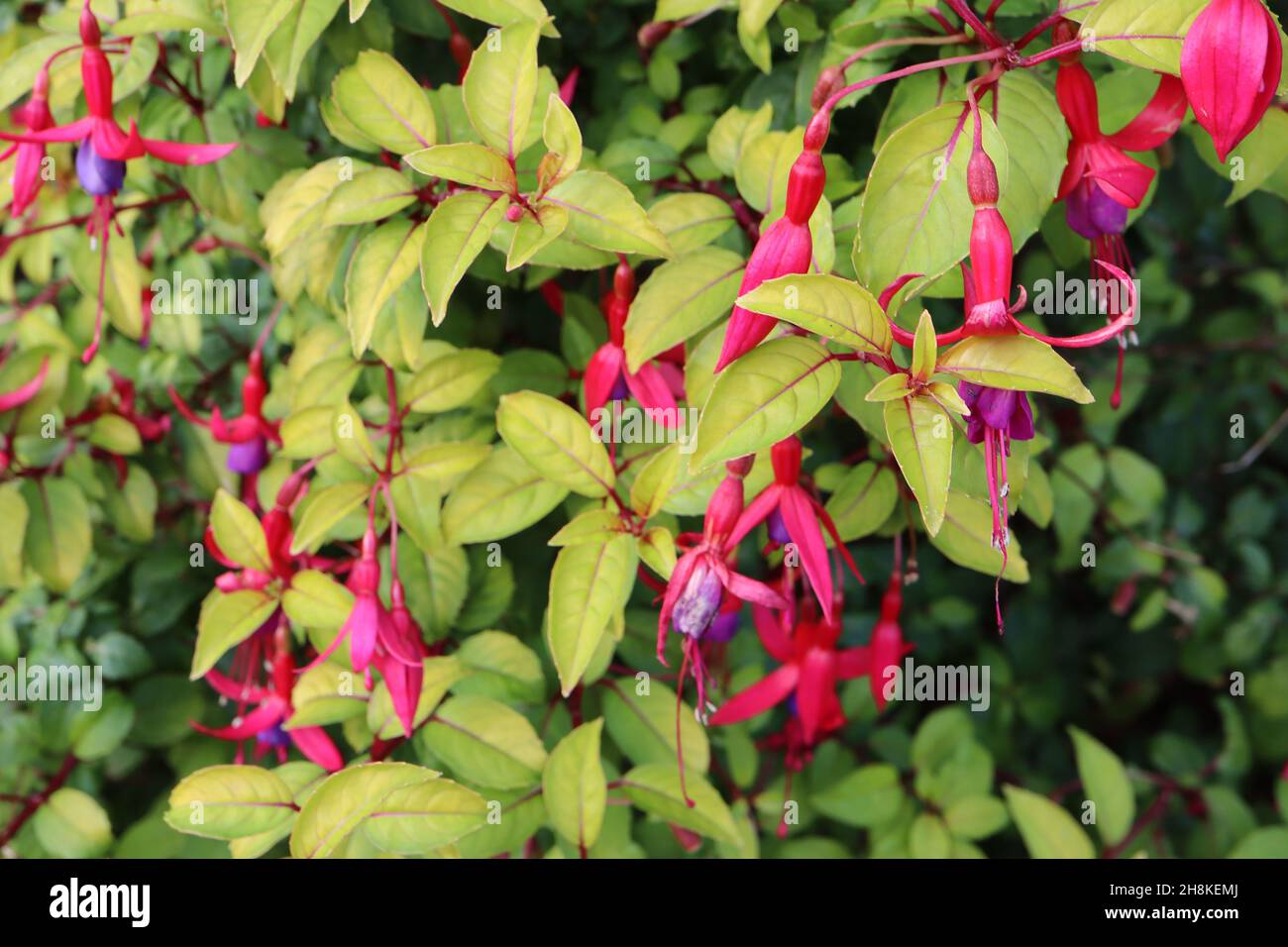 Fuchsia ‘Genii’ deep purple tube and reflexed crimson sepals, bright ...