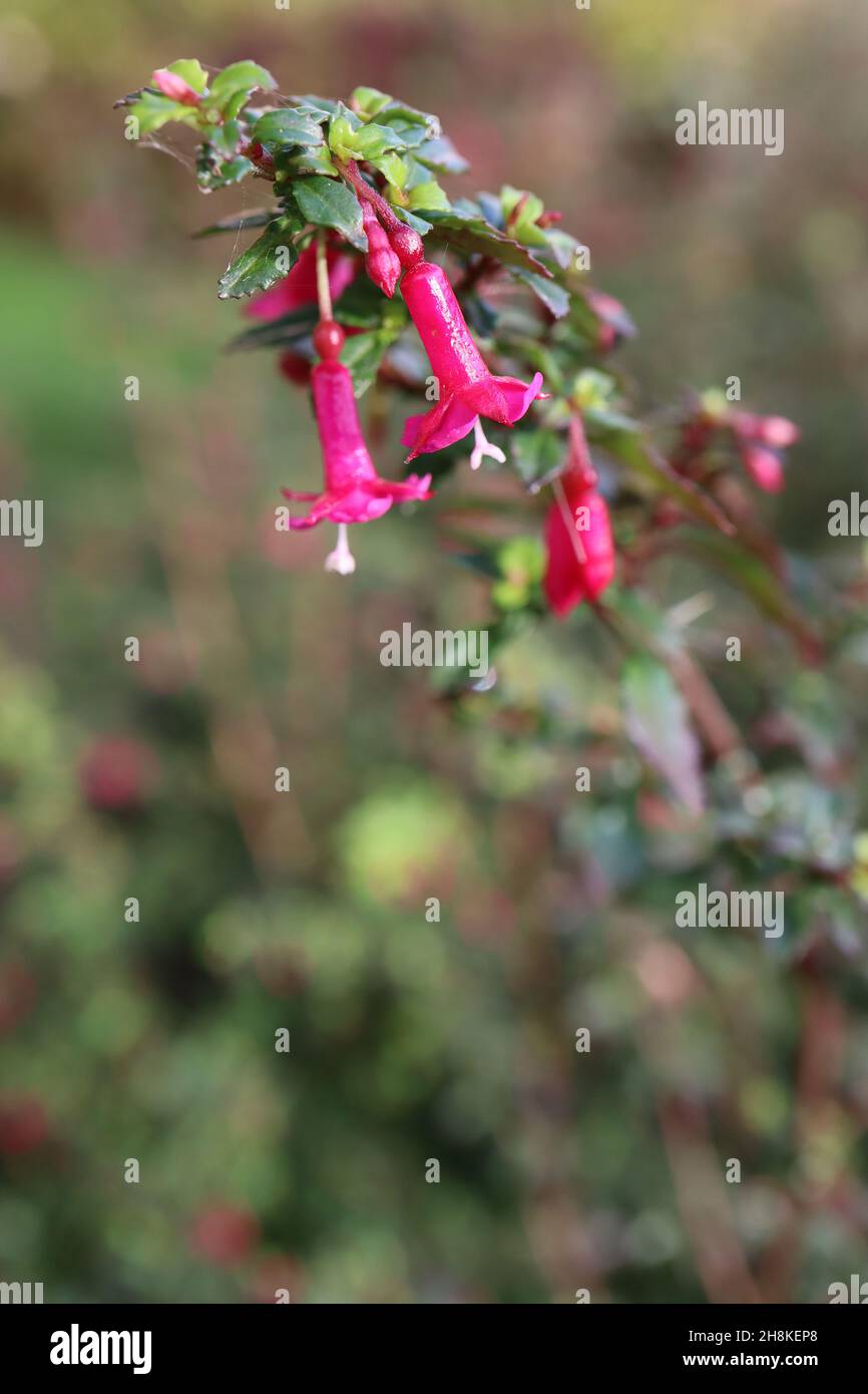 Fuchsia microphylla small leaf fuchsia – deep pink tubular flowers and ...
